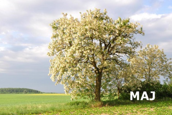 Mesec maj, mesec ko se narava prebudi in se razživi! - e-Maribor